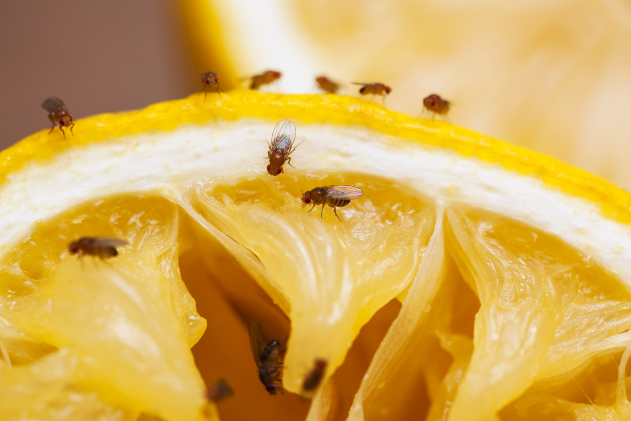 How to Get Rid of Small Flies Franklin Pest Solutions