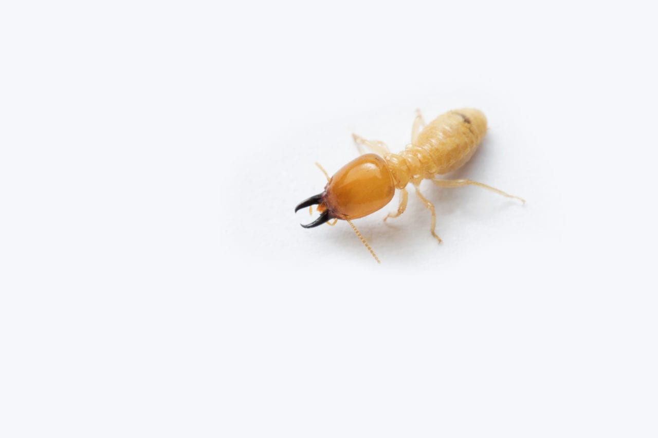 Termite Solutions Experts in Indiana | Franklin Pest Solutions