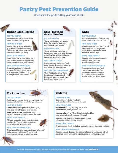 Pantry Pest Prevention: How to Keep Bugs Out of Your Food