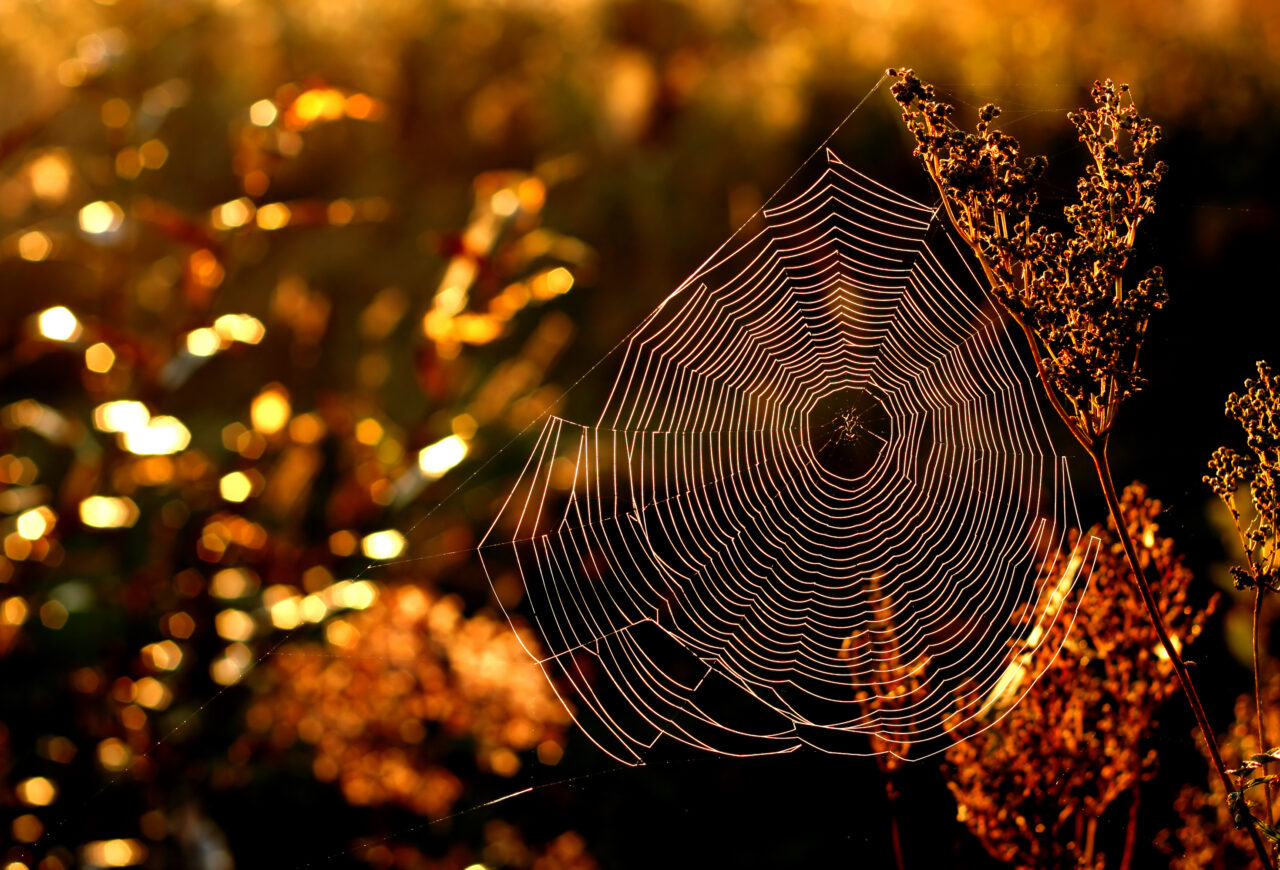 The Top 5 Creepiest Critters We See Around Halloween