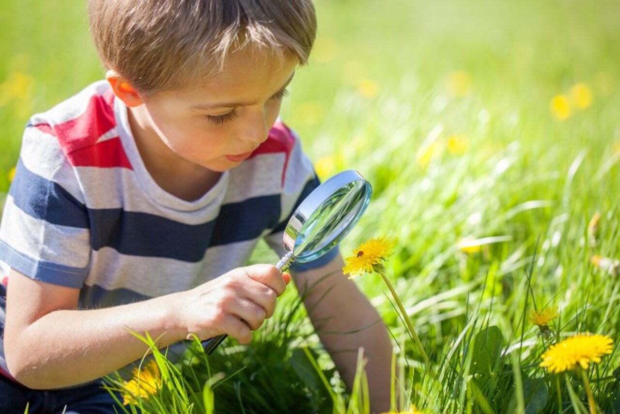 Does Hot Weather Bother Insects in the Midwest?