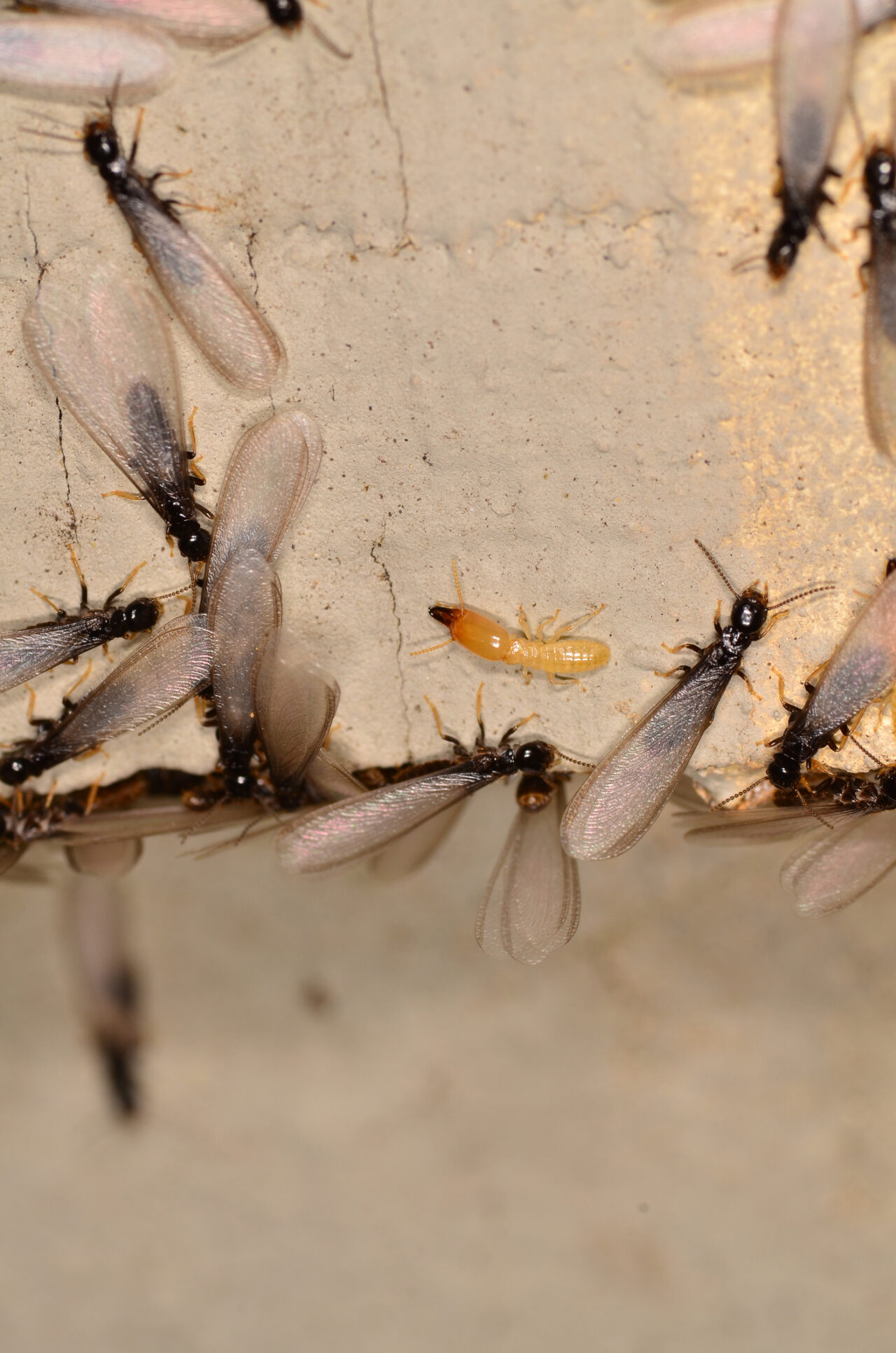 Flying Bugs in Spring Could Mean A Deeper Issue - Franklin Pest Solutions